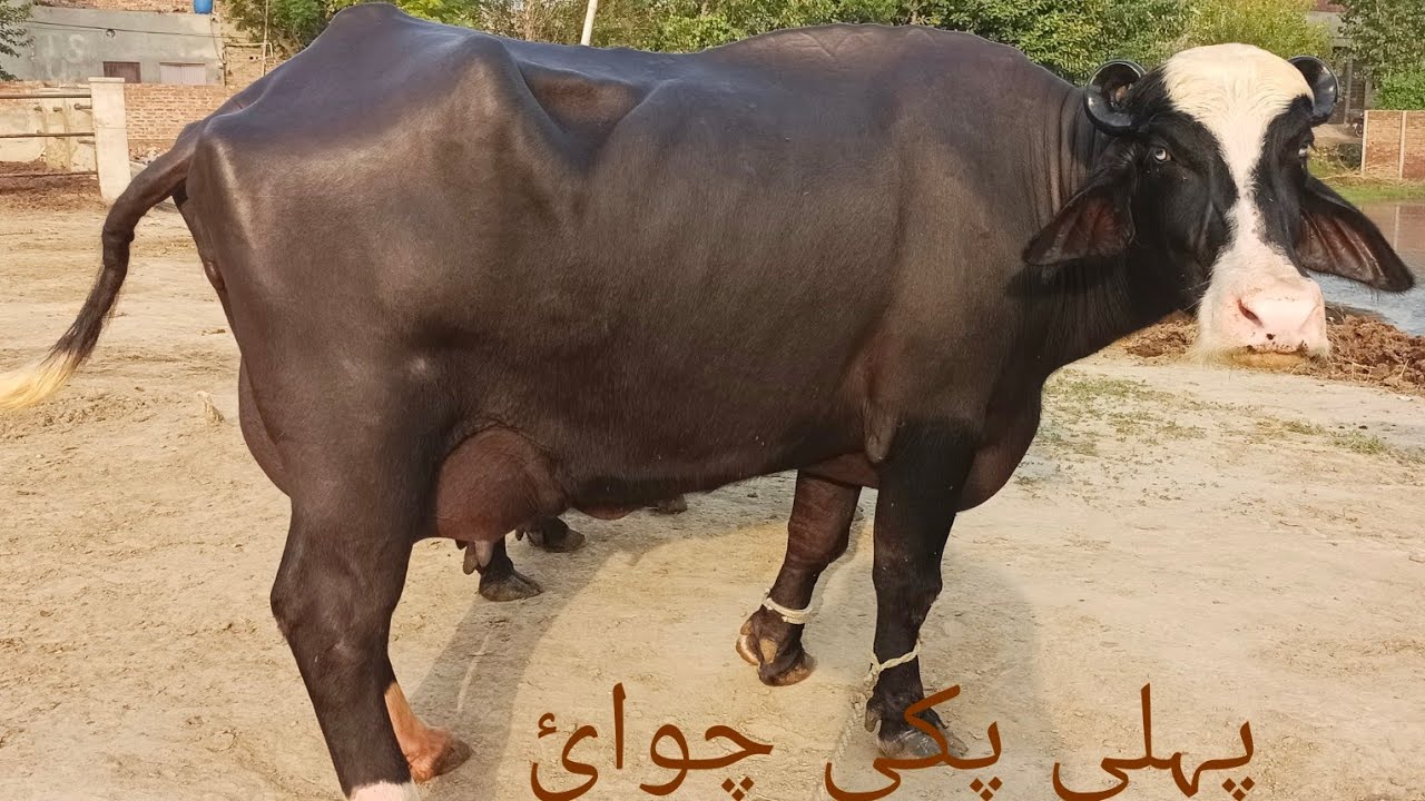 پہلی پکی چوائ ڈیرہ اصغر ڈوگر صاحب|| live Milking first timer || Hafiz ...