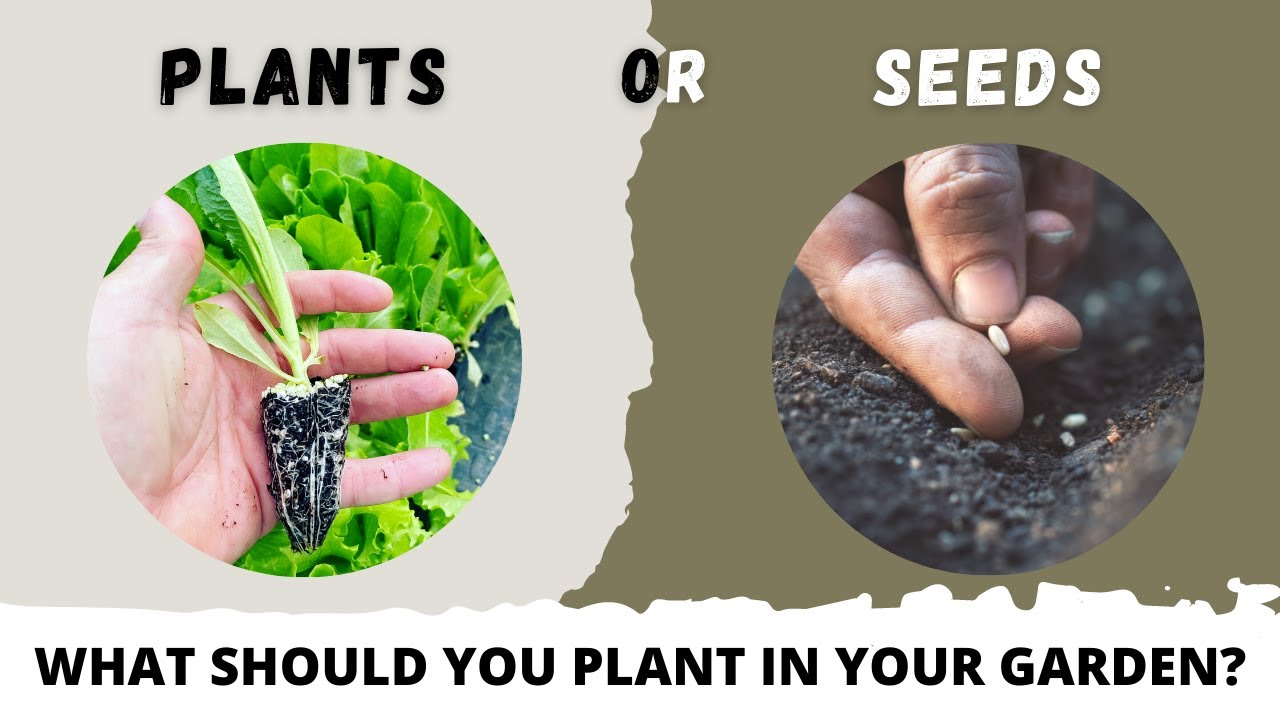 USING PLANTS VS. SEEDS: Garden Advice for Every Vegetable! - YouTube