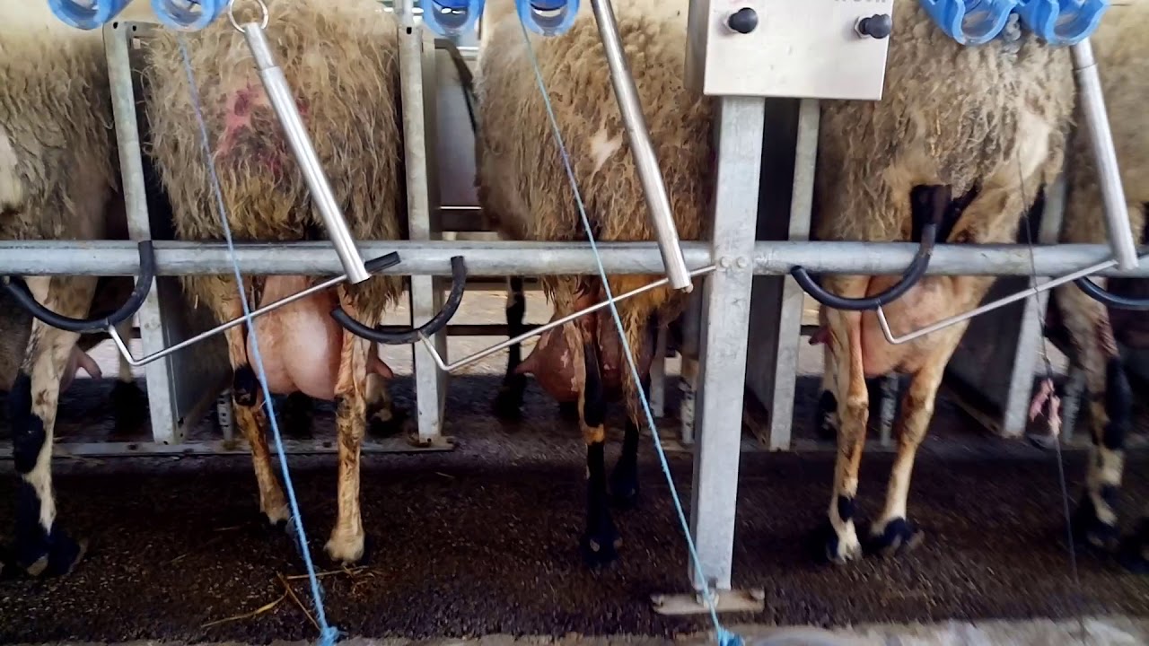 Πρόβατα υψηλής γαλακτοπαραγωγης φυλής Χίου !! Φάρμα Φλέσσα!! 3 ...