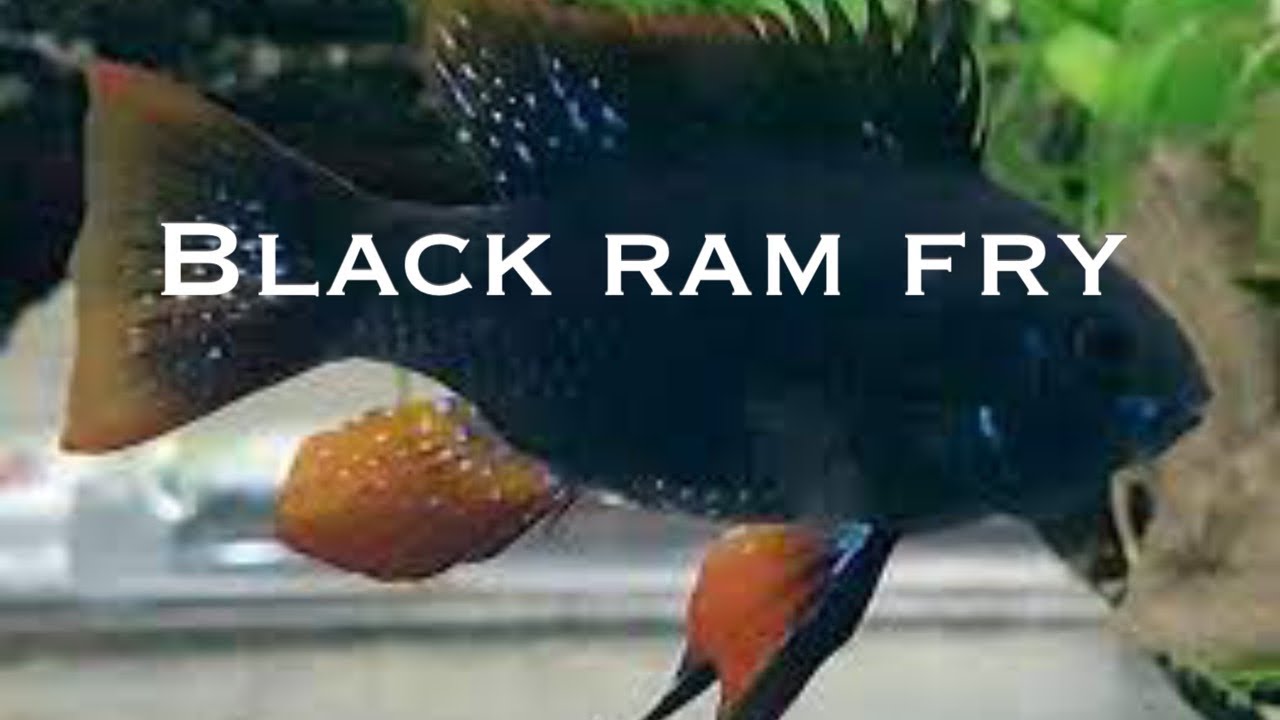 Breeding the Midnight Ram and Discus Fish Room update! - YouTube