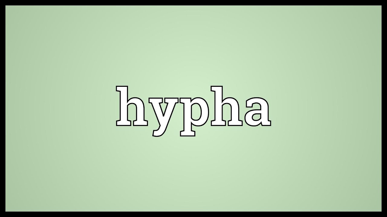 Hypha Meaning - YouTube