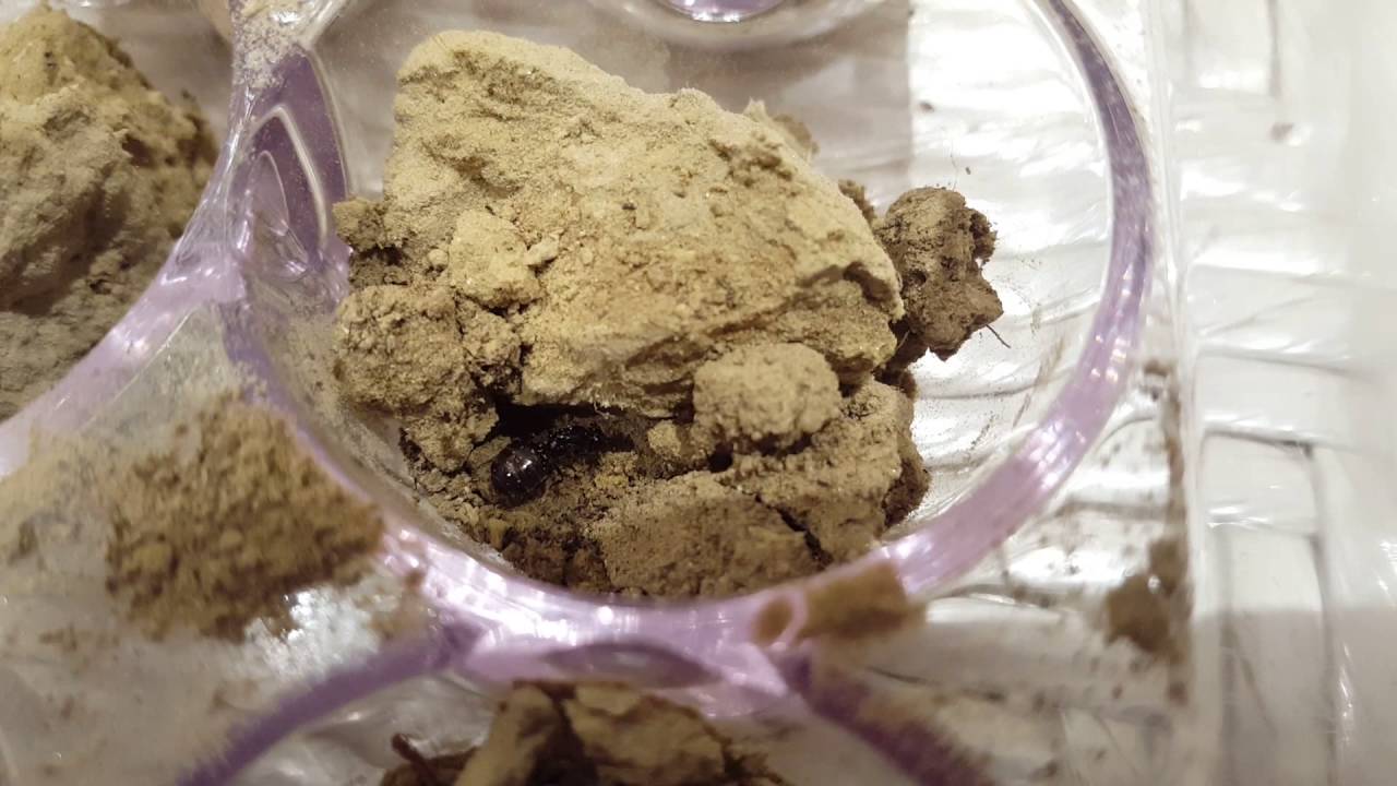 Queen Ant doing her Claustral Chamber (Queen's room) 1 - YouTube