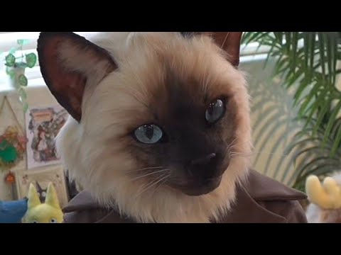 Siamese cat! realistic fursuit - YouTube