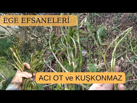EGE EFSANELERİ ❤️, Acı filiz , Yabani Kuşkonmaz, Asparagus acutifolius, Kuşkonmaz, Tilkişen, Acı ot