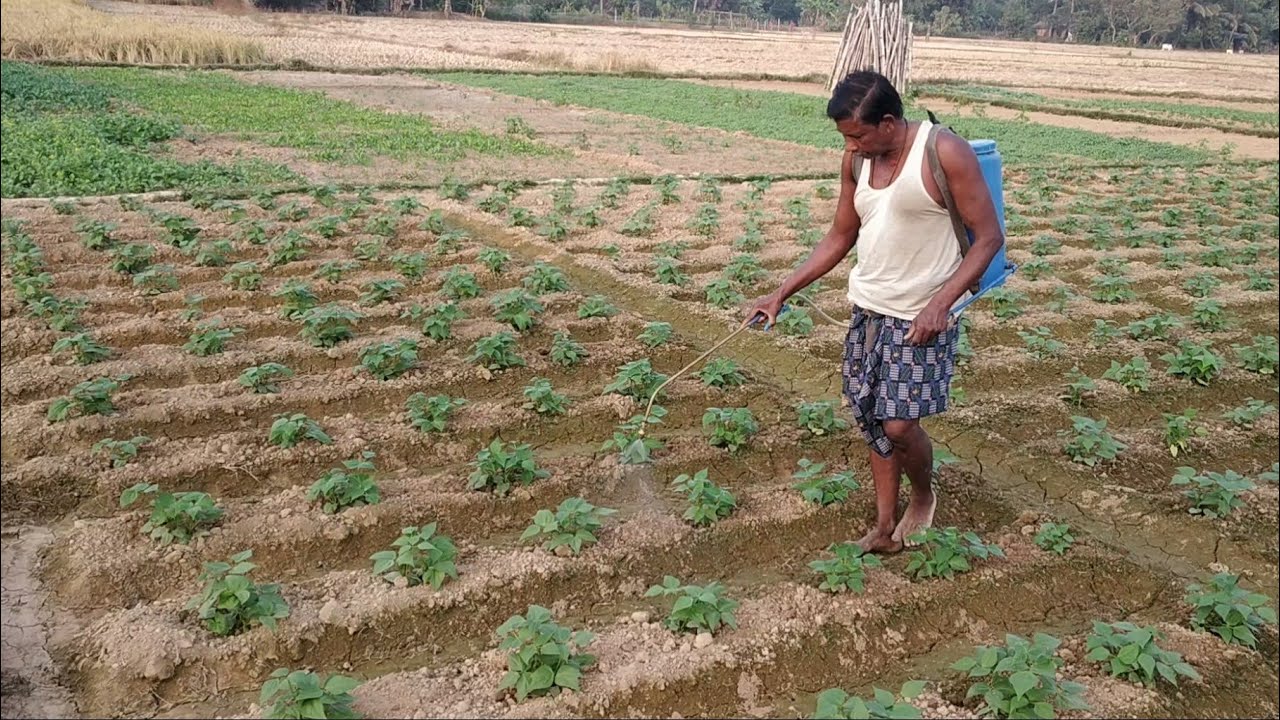 Hard Working Indian Farmer Spray Kitnashak On Beams Plants#Trending# ...