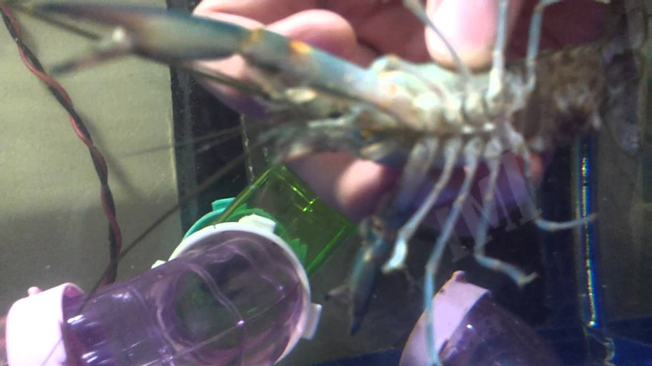 Breeding lobster - YouTube