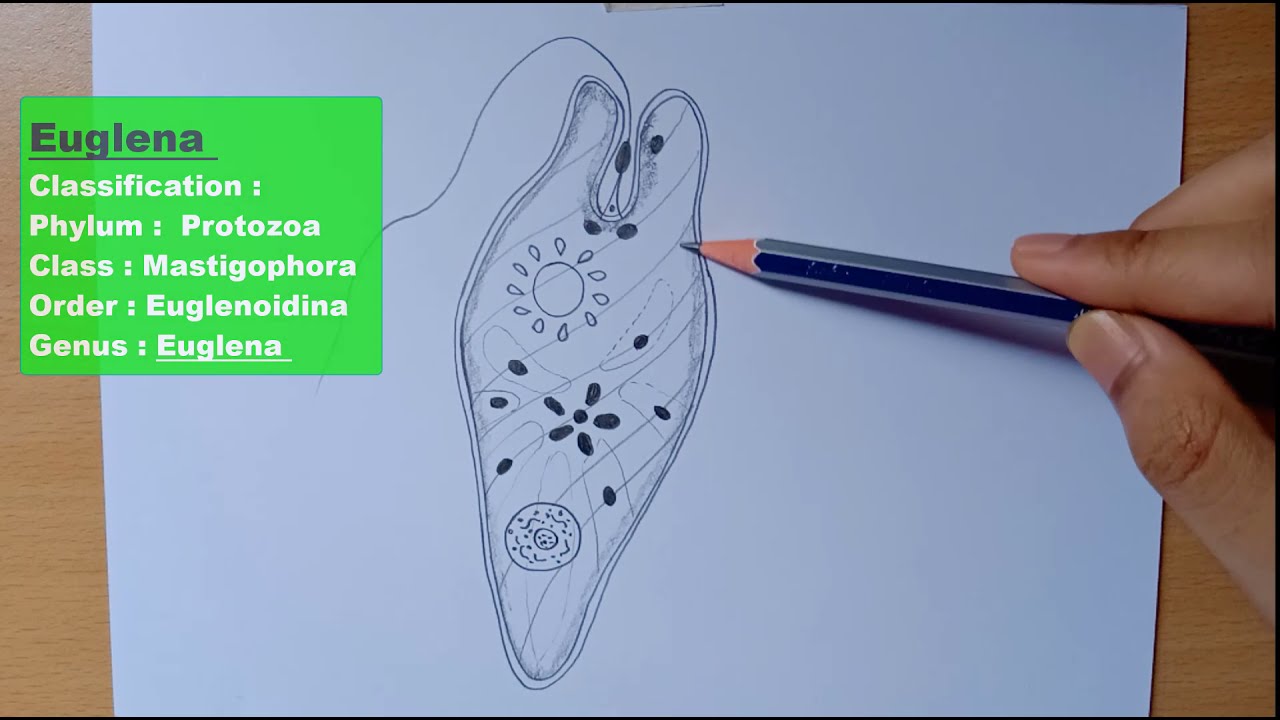 Labelled Diagram Of Euglena Euglena Diagram Euglena Drawing Euglena Drawing Outline Youtube