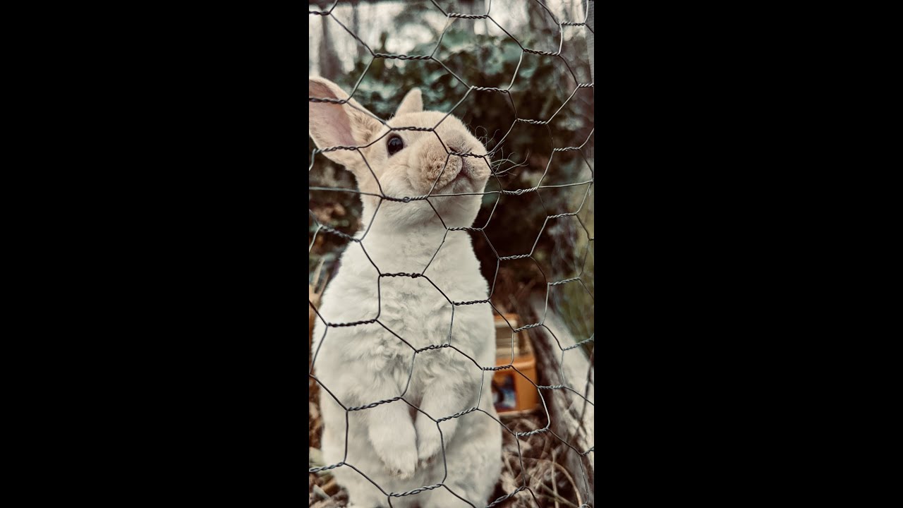 A day in the life of a busy bunny rabbit - YouTube