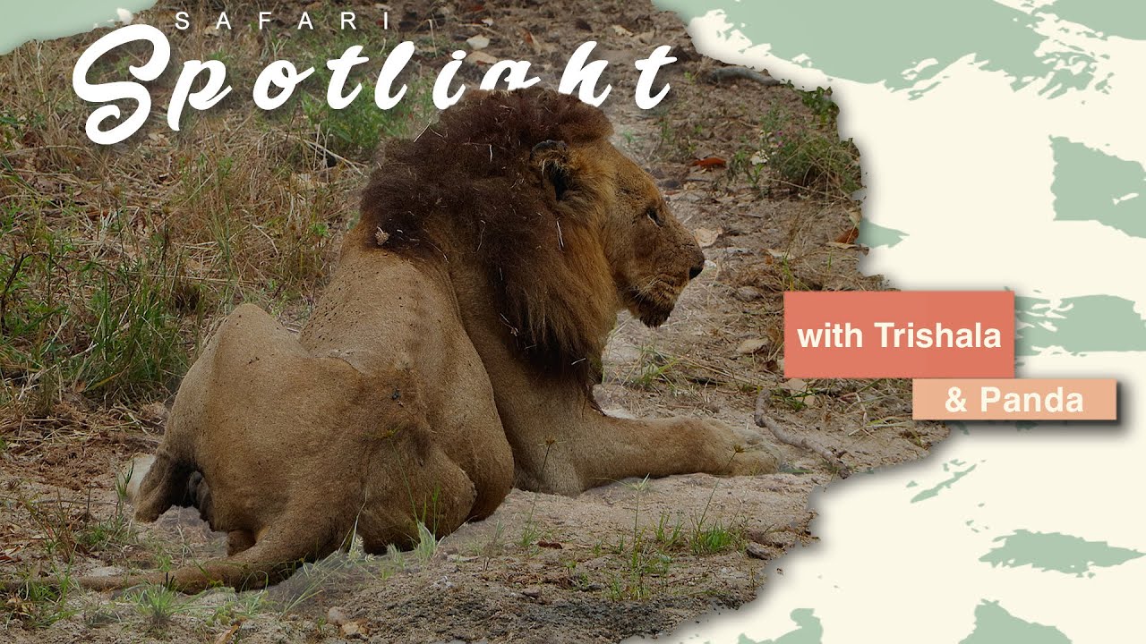 Adventure awaits: With the legendary lion Mohawk - Safari Spotlight #21 ...