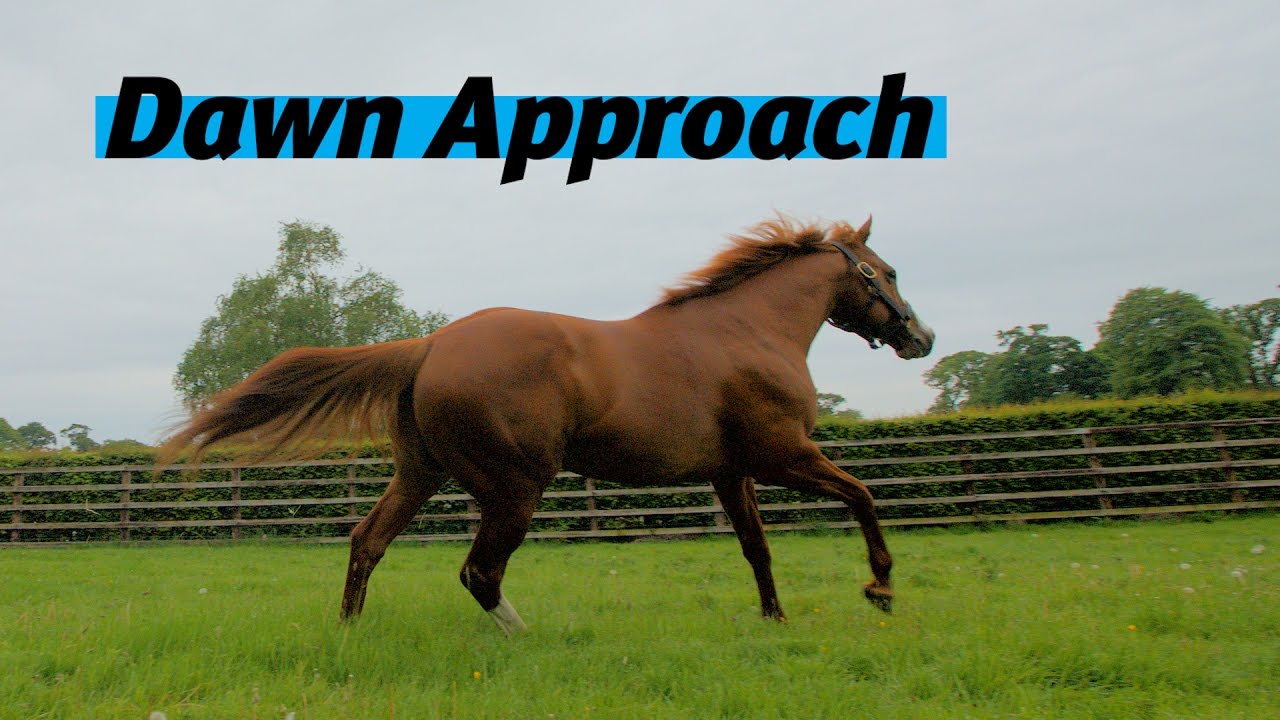 Dawn Approach's first European yearlings selling now - YouTube