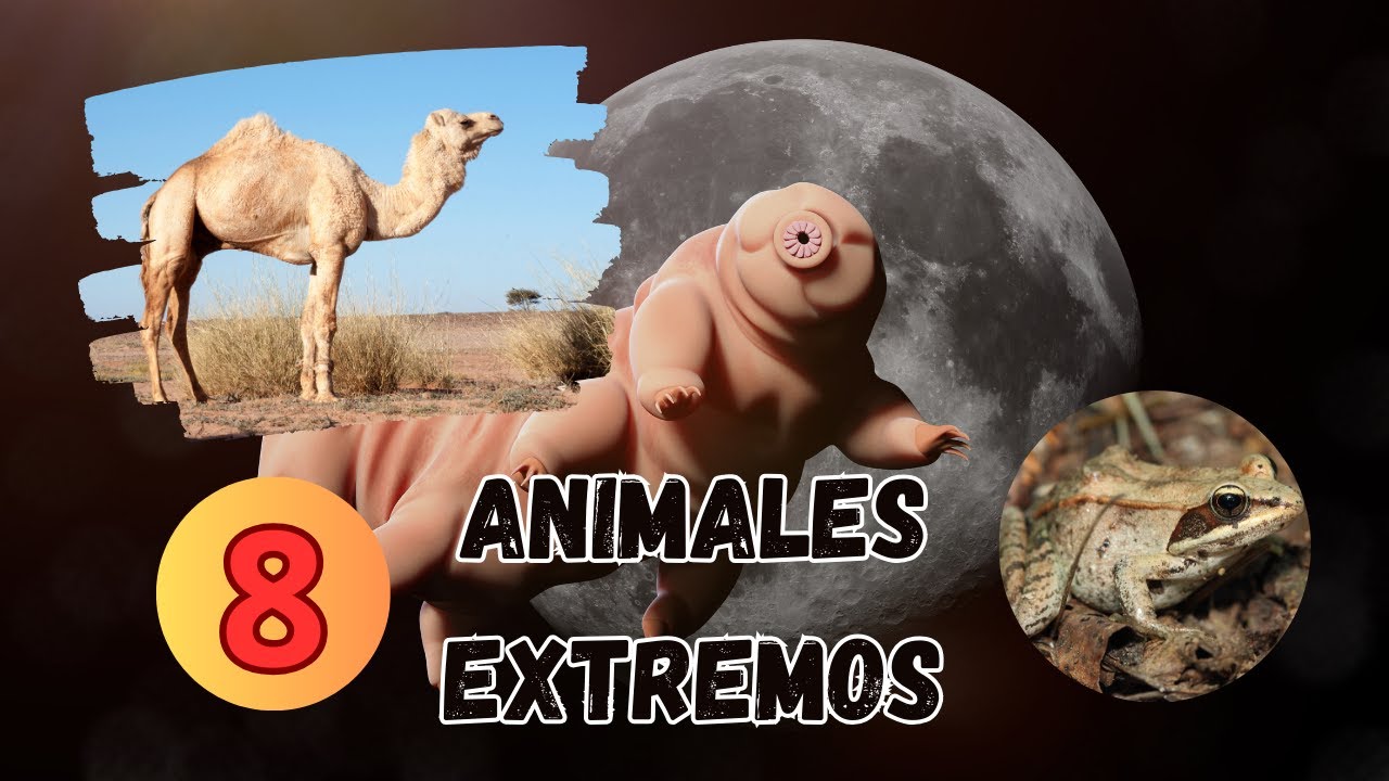 8 Animales Extremos: 🐪 La Asombrosa Resistencia de los Organismos a las ...