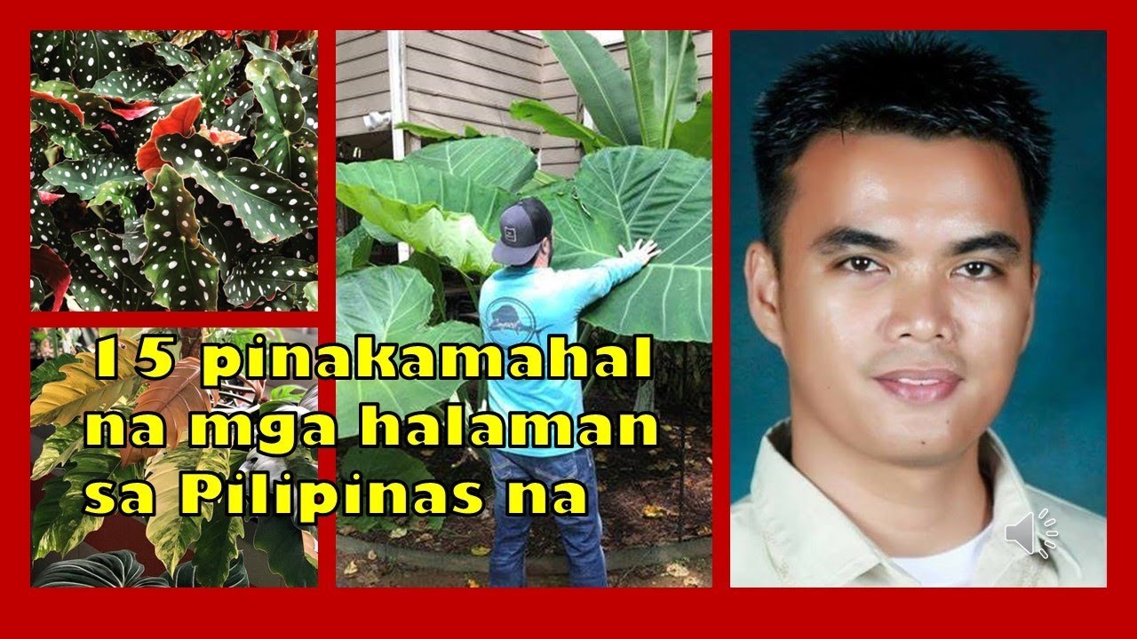 15 na mamahaling halaman sa Pilipinas - YouTube
