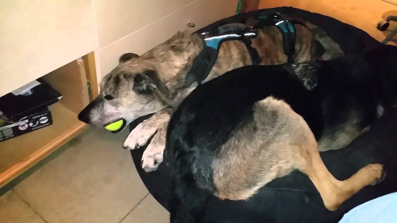 Saying Goodbye to Boo! We will miss you forever! - YouTube