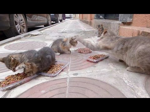 The angry mama cat hits the kittens so that they don't come near their ...