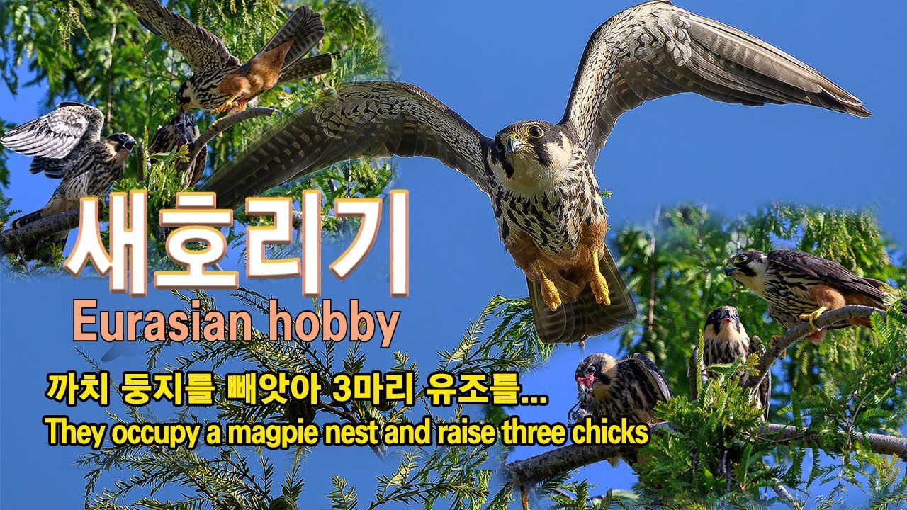 새호리기(새홀리기)_ 3마리 새끼를 육추(Eurasian hobby, Chick rearing)#새호리기#새홀리기#육추 ...