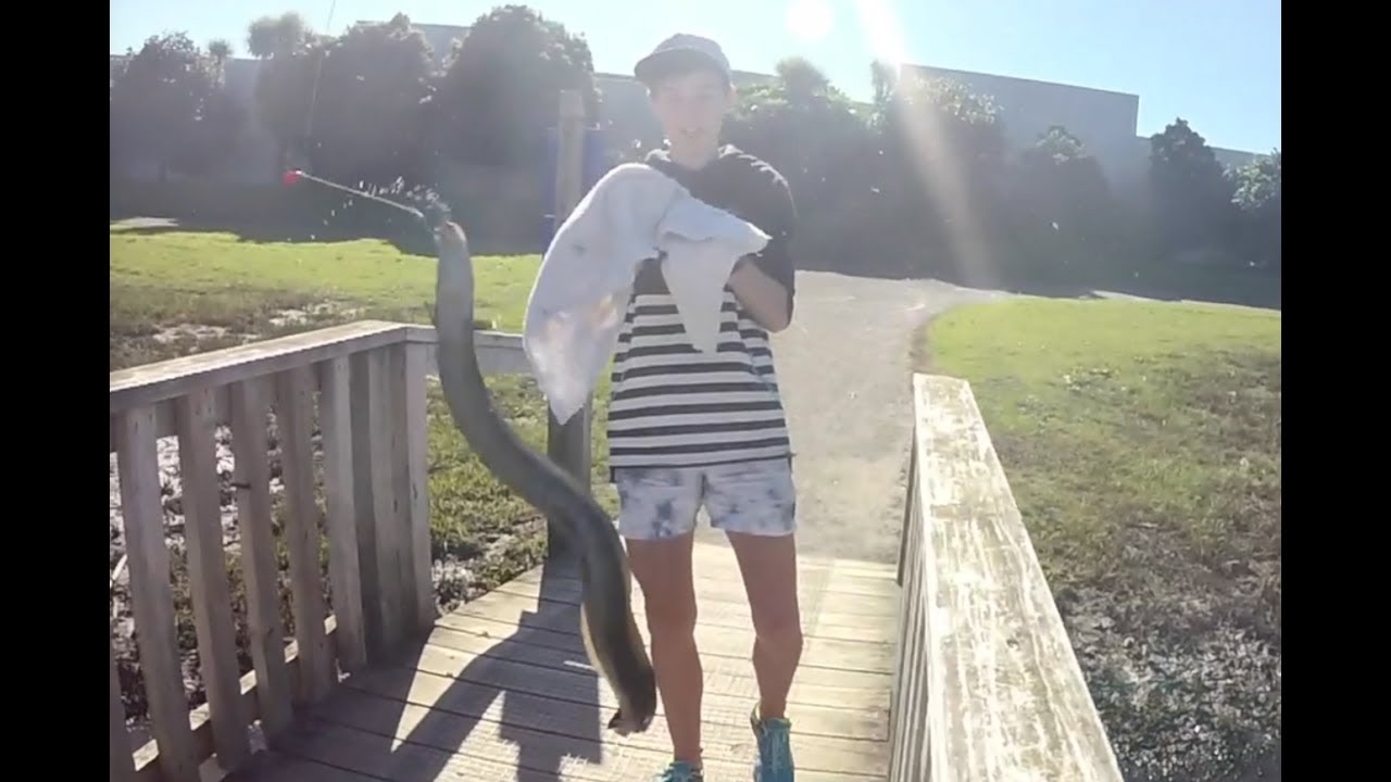 Eeling 101 New Zealand - YouTube