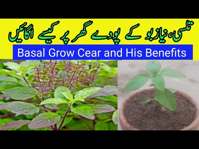 Basil Leaves In Urdu
