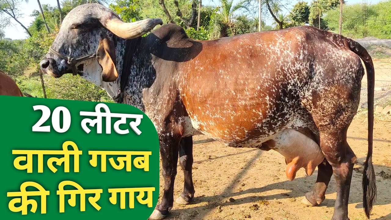 High milking gir cow of Gujarat || गुजरात😮की उच्च दुधारू गिर गाय ...