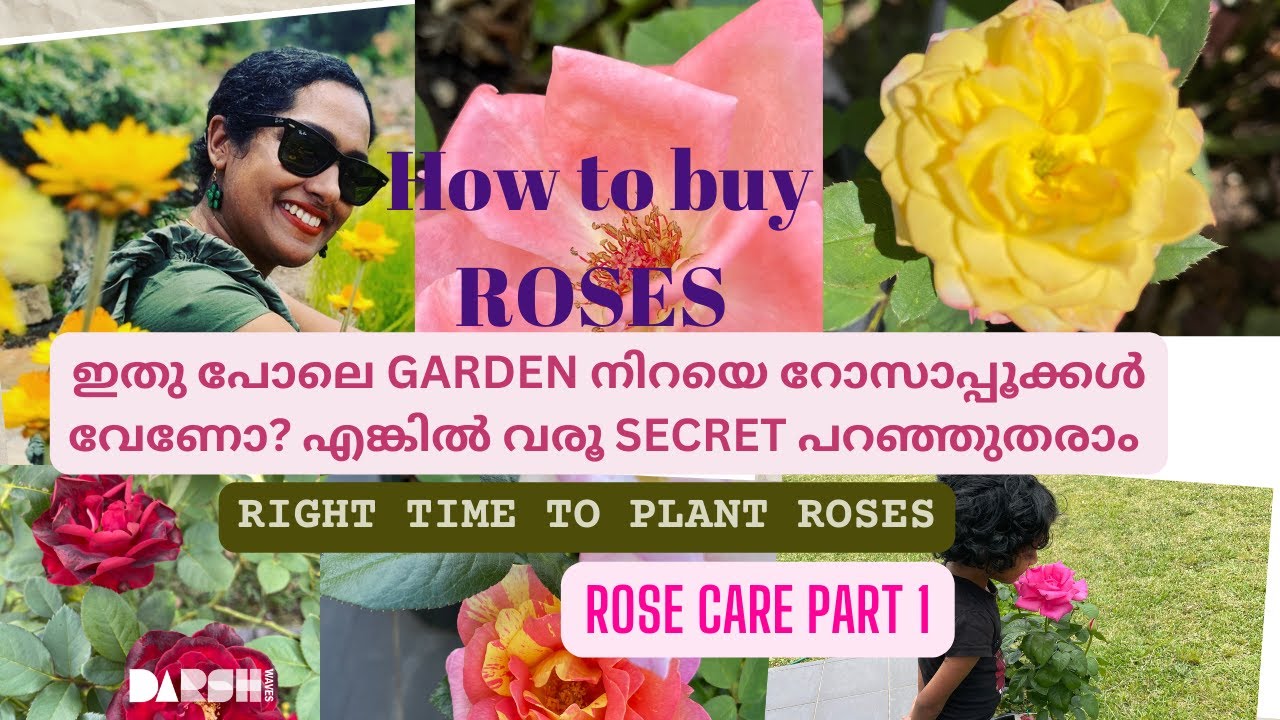 The only video you need about Roses |Complete guide to buying, planting ...
