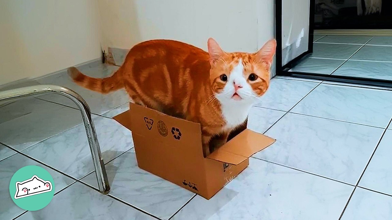 Girl Saves A Cat With A Strange Face. His Personality Is Weirder ...