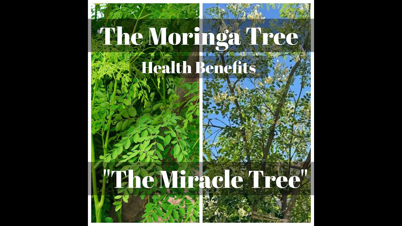 The Moringa Tree - The Miracle Tree- How To Plant? - The Tremendous ...