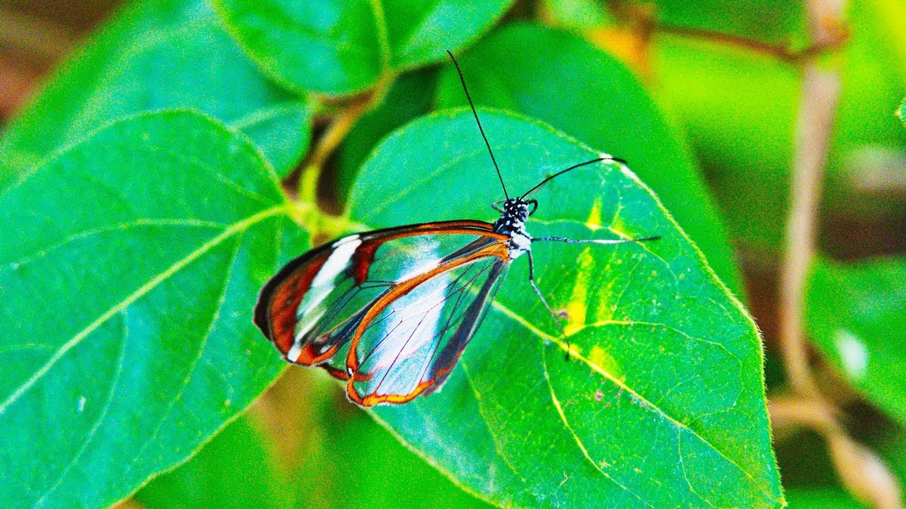 Butterfly Habitat Finale 2025 at Springs Preserve | Flowers, Colors ...