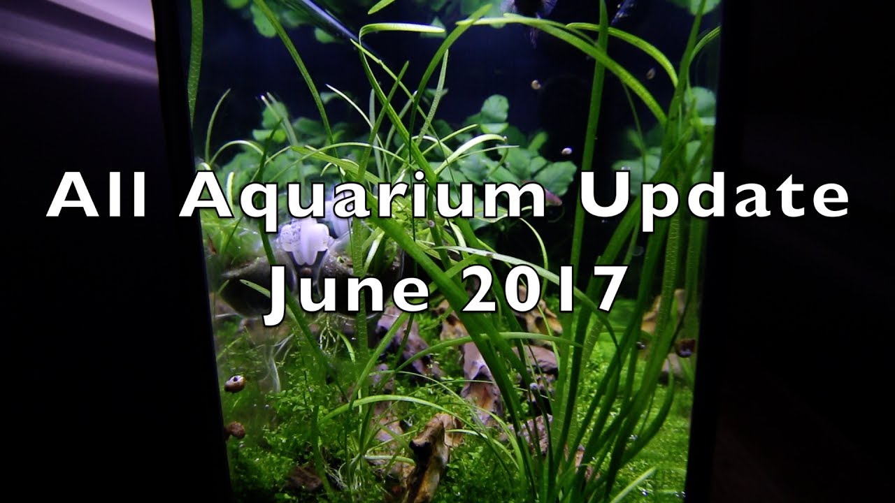 June 2017 Update YouTube june-2017-update-youtube