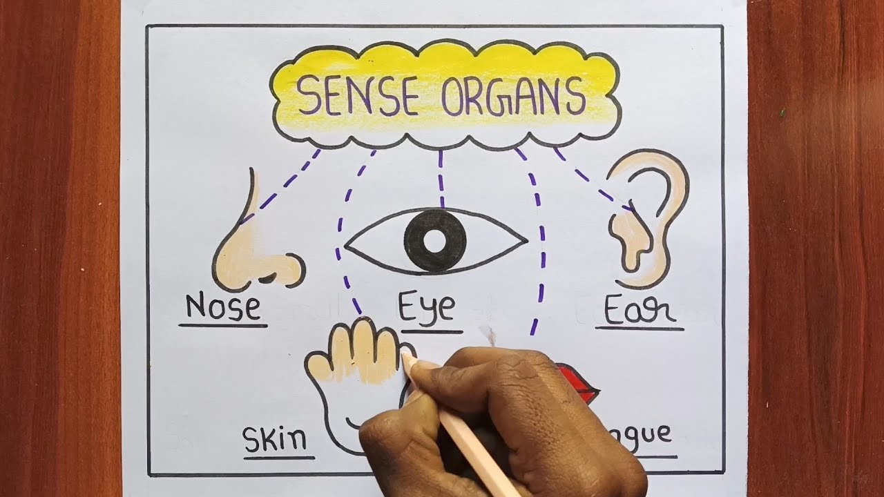 How To Draw Five Sense Organs Easily / Sense Organs Drawing / Sense ...