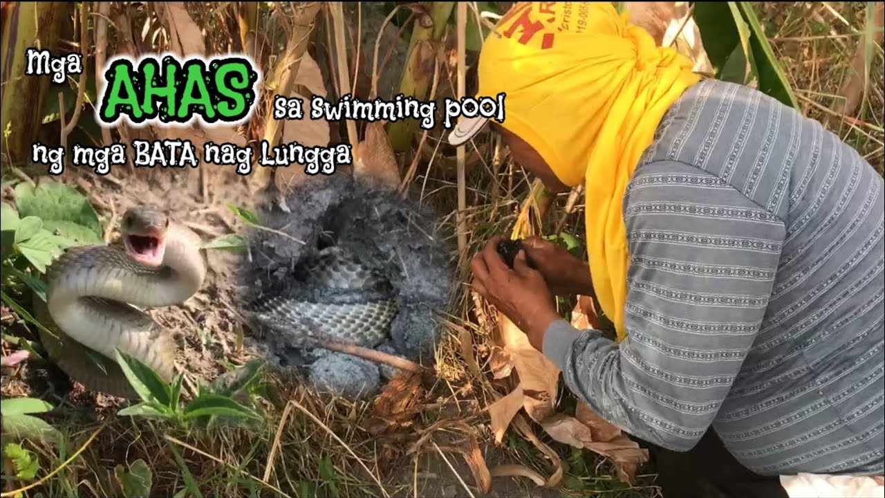 MGA AHAS SA SWIMMING POOL NG MGA BATA | Zuma Haring Ahas - YouTube