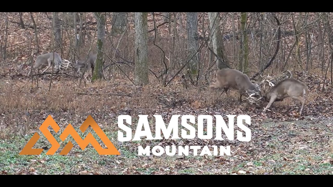 4 Bucks Fighting at Once! - YouTube