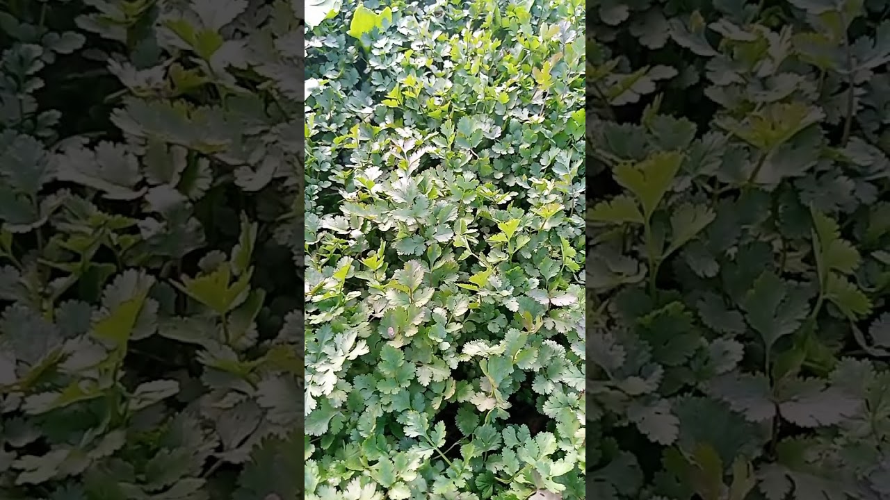 # coriander . dahniya# - YouTube