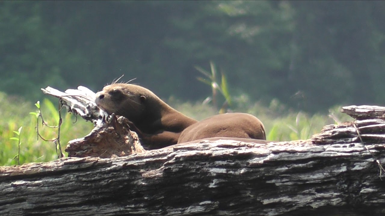 Lobo de río "Gigantes en Peligro" - YouTube