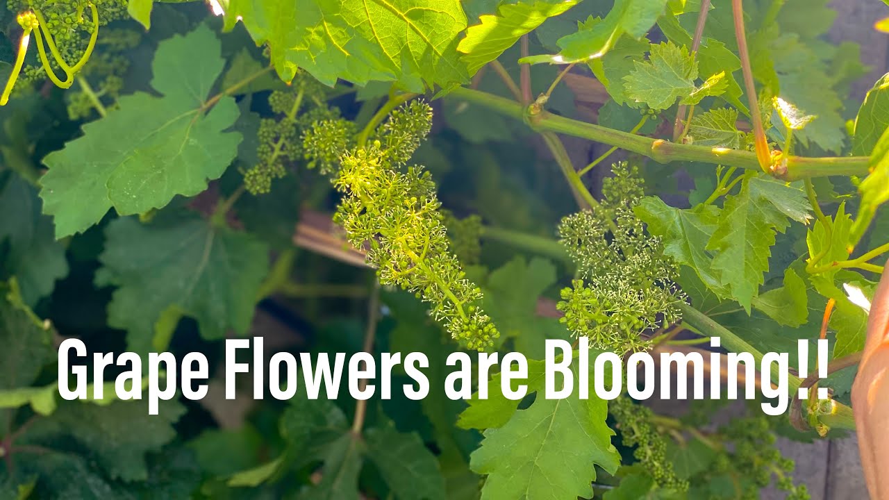 Grape Flowers are Blooming! Grapevine Update: 5 Weeks After Bud Break ...