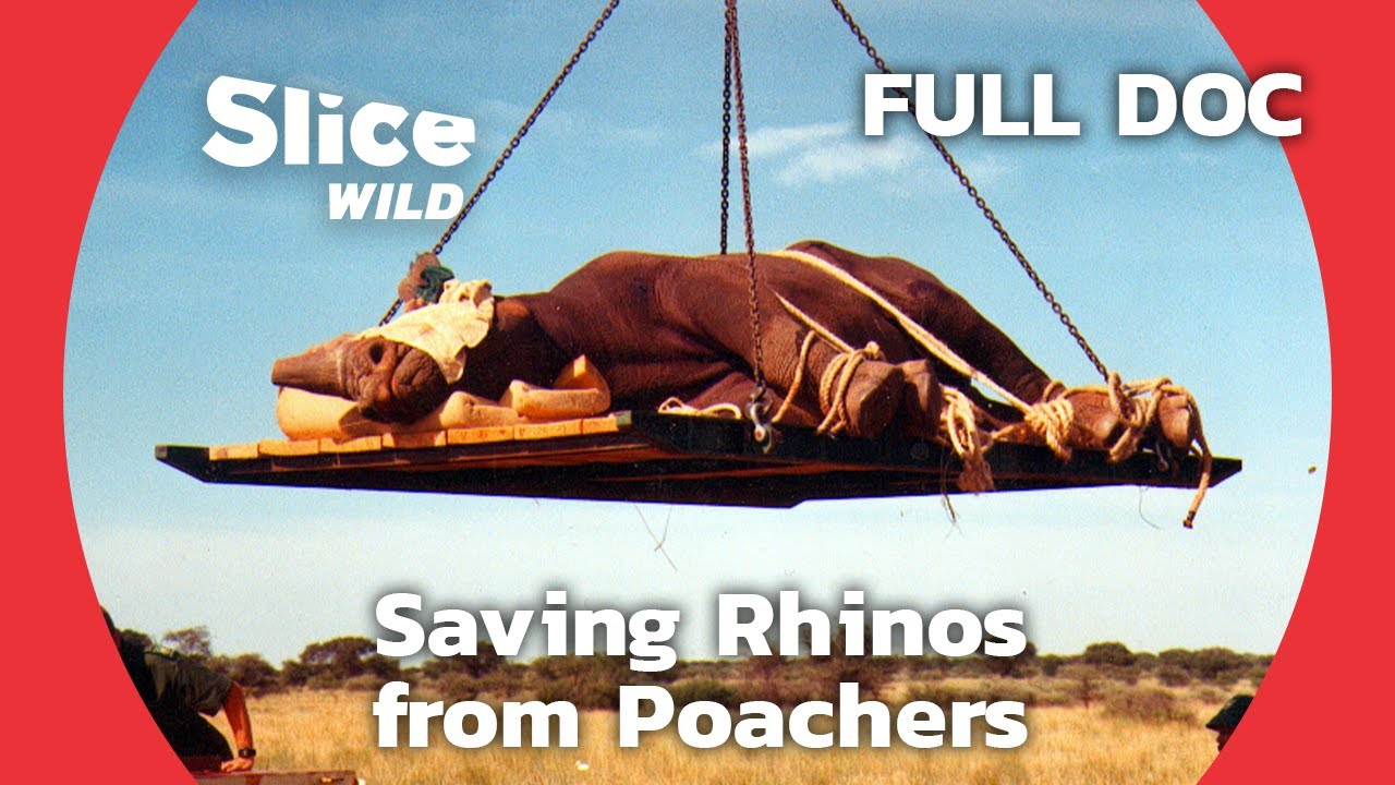 Relocating Rhinos to the Safe Haven in South Africa | SLICE WILD | FULL ...