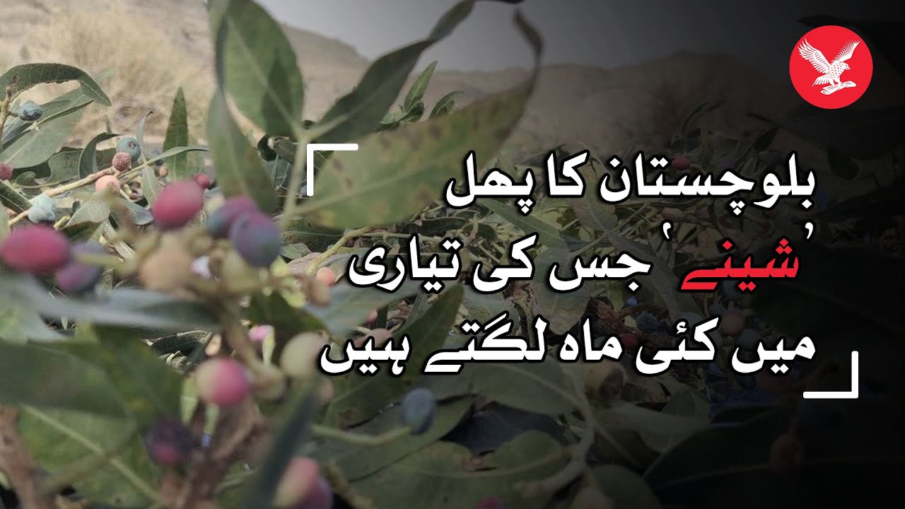 Do you know about Balochistan's special dry fruit, Shiney? - YouTube