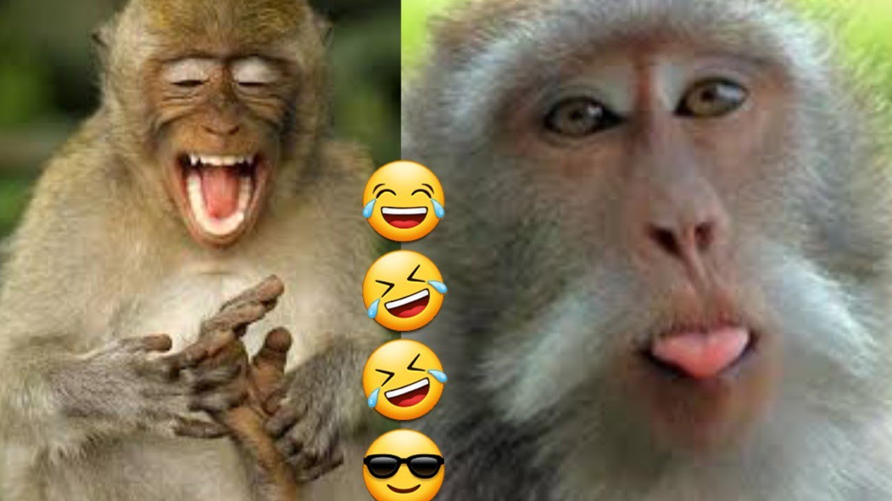 Monkey funny video /monkey comedy vedio /PK talks - YouTube