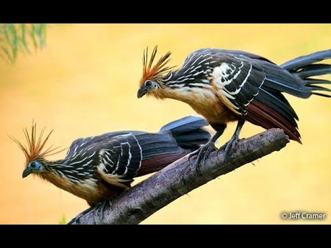 طيور استوائية: طائر هواتزين (Hoatzin) أو الدراج كانجي (Canje Pheasant ...