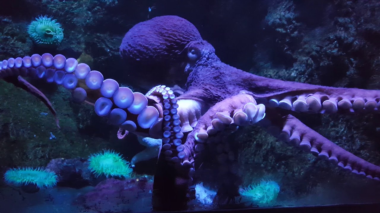 Octopus at Omaha zoo, a beautiful show of tentacles tries to escape ...