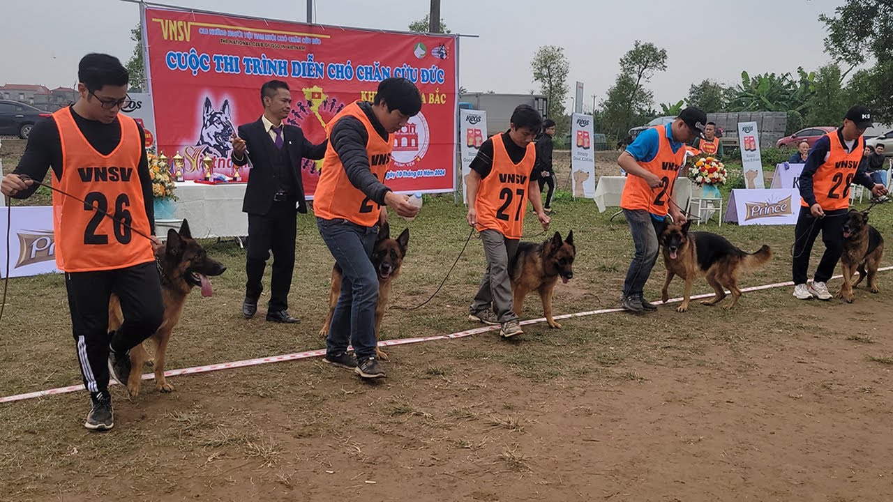 German Shepherd Dog Show | Breed Judging - YouTube