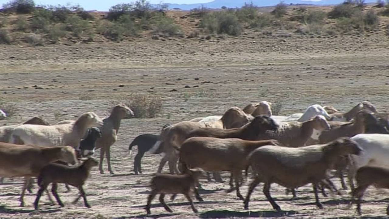 Meatmaster Sheep Society Video 1, Chapter 3. - YouTube