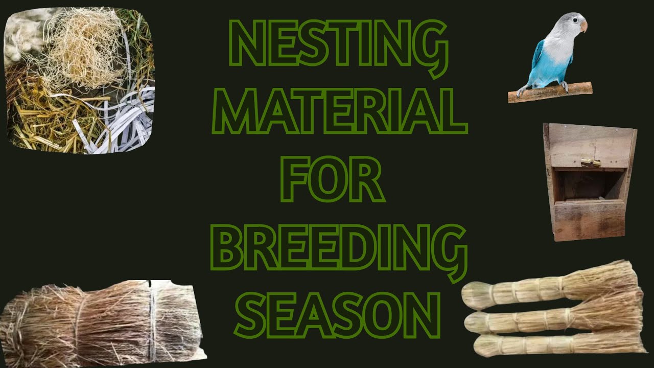 What Nesting Material We Should Use For The Breeding Season Of Love ...