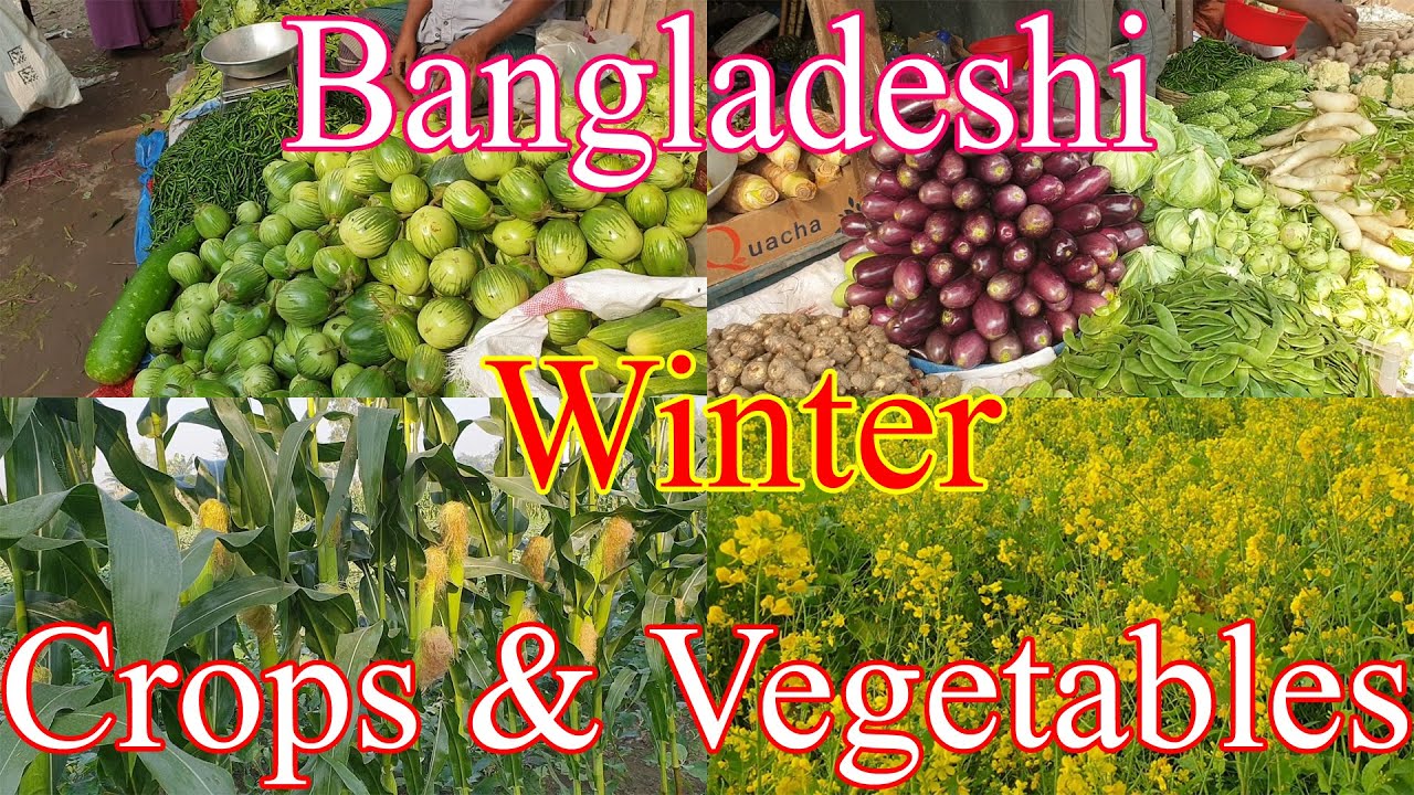 Bangladeshi Winter Crops & Vegetables | Crops and Vegetables of ...