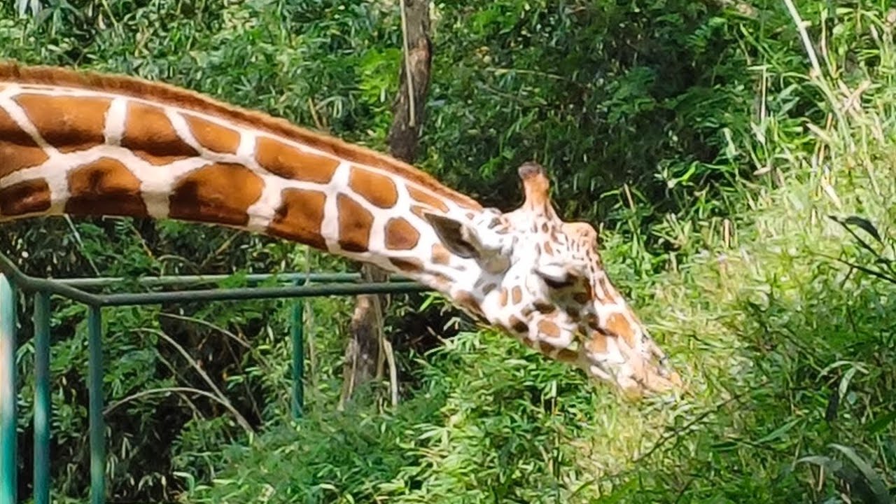 I went to Nandan Kanan Zoological Park - YouTube
