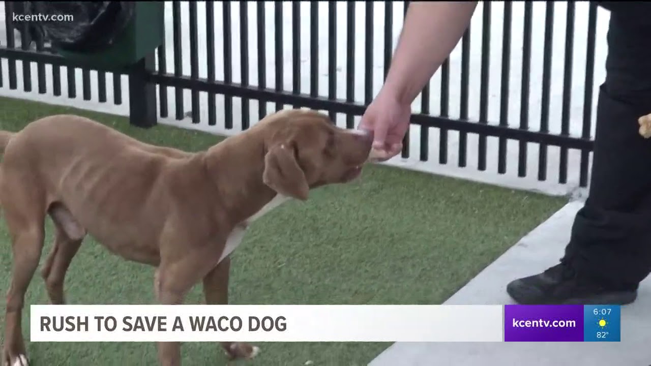 Rush to save a Waco dog - YouTube