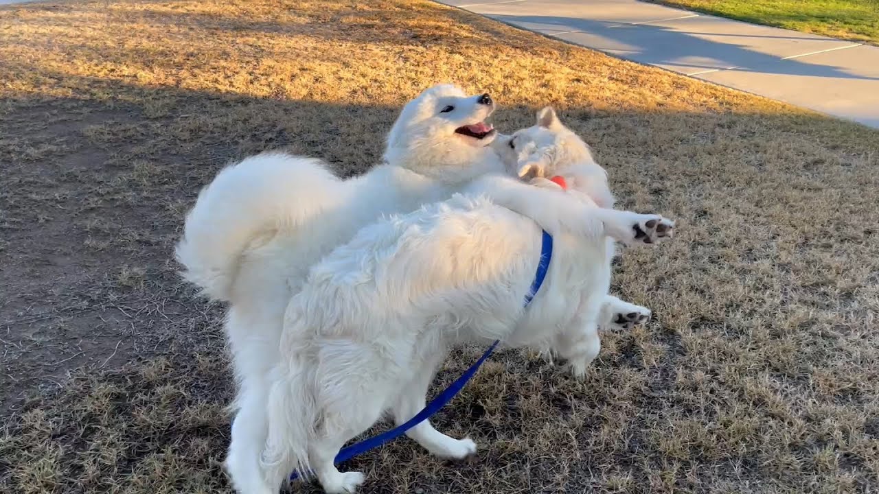 Samoyed & Retriever Cut Loose at the Park - YouTube