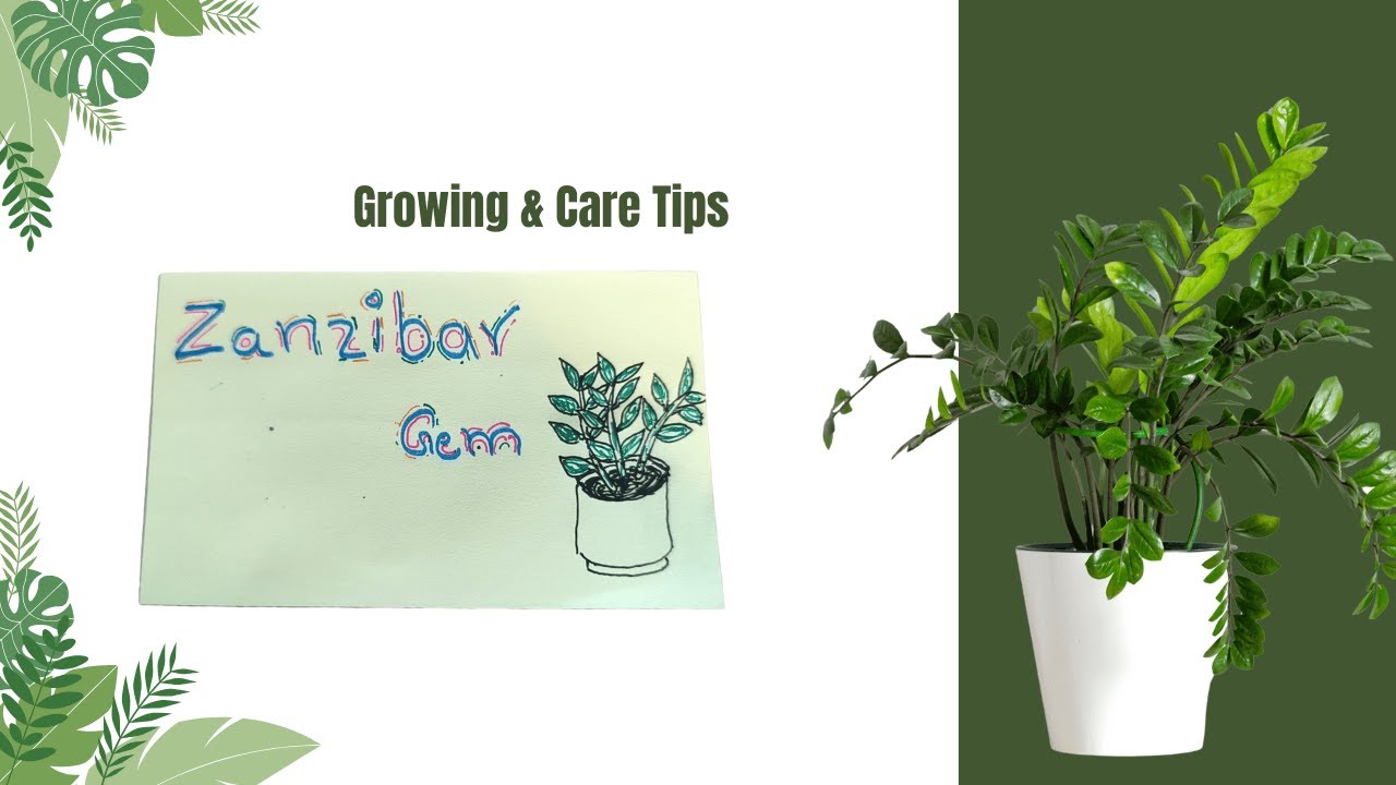 ZZ Plant (Zanzibar Gem) (Zamioculcas zamiifolia) Growing & Care Tips ...