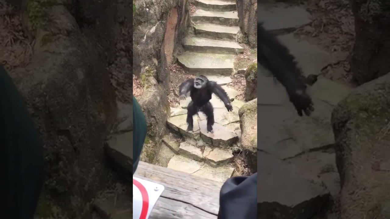 see what chimpanzee did while dancing you will be shocked - YouTube