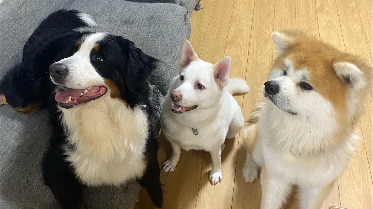 Random Doggo Vids 🐶 ️ - YouTube