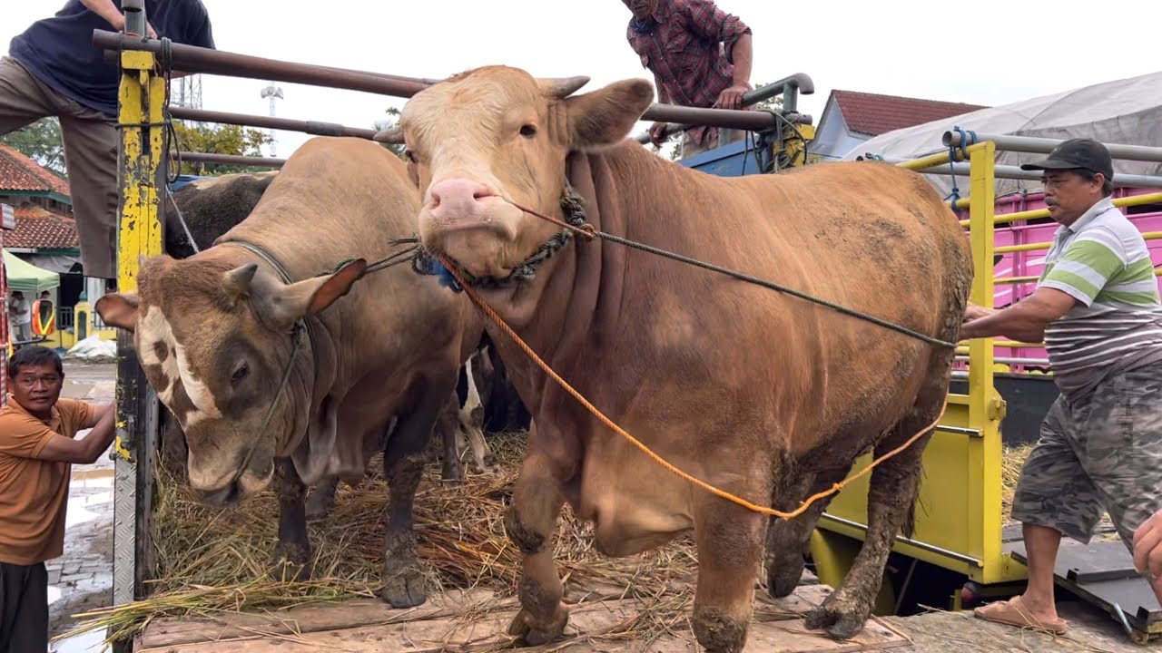 PROSES MUAT SAPI RAKSASA AWAS LEK MECOTOT ‼️🔥🔥🔥 - YouTube