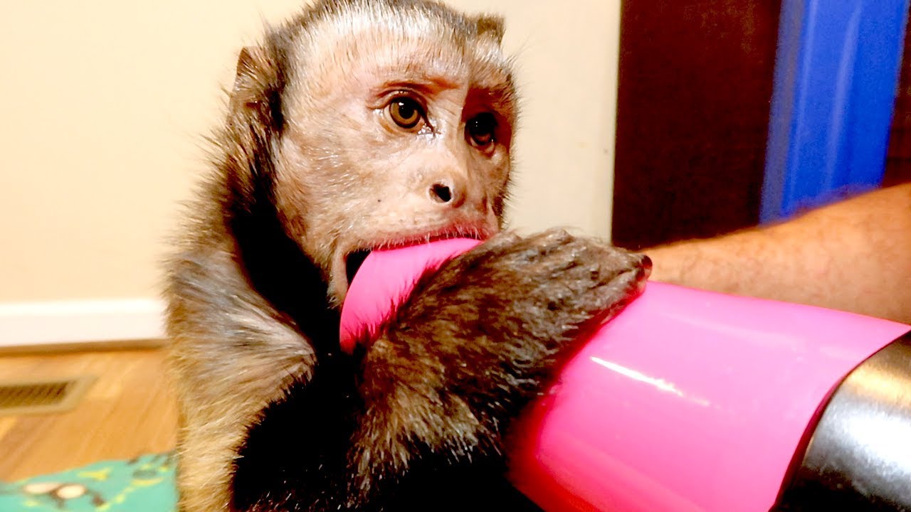 Monkey Loves the Hairdryer - YouTube